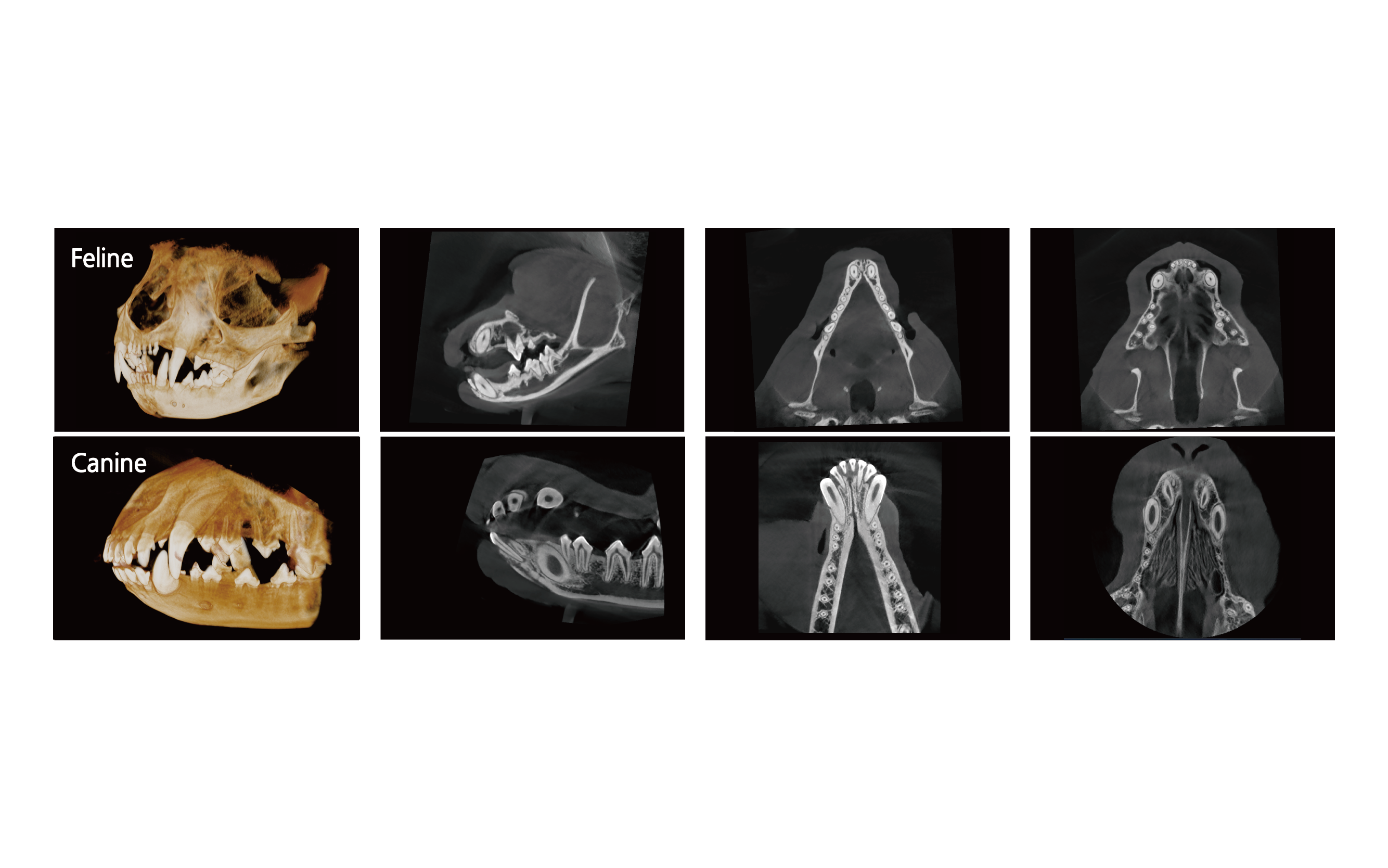 Veterinary Dental CT System - Veterinary Dental CT System - woorien