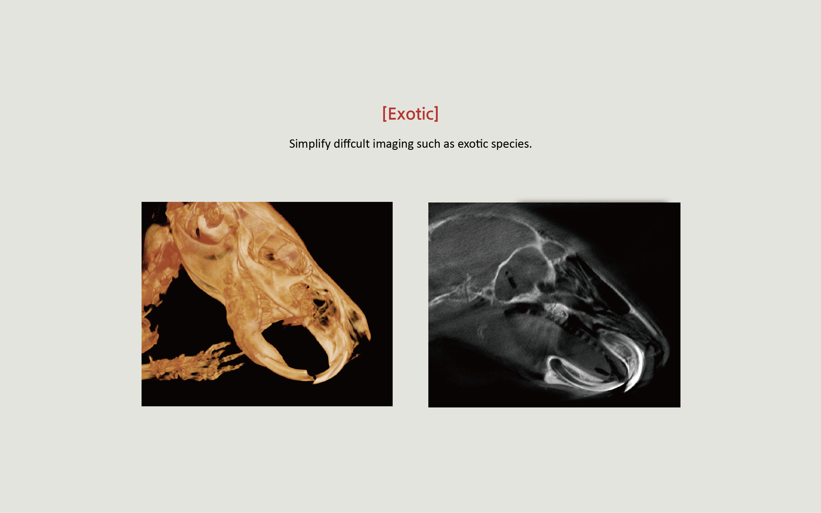 Veterinary Dental CT System - Veterinary Dental CT System - woorien